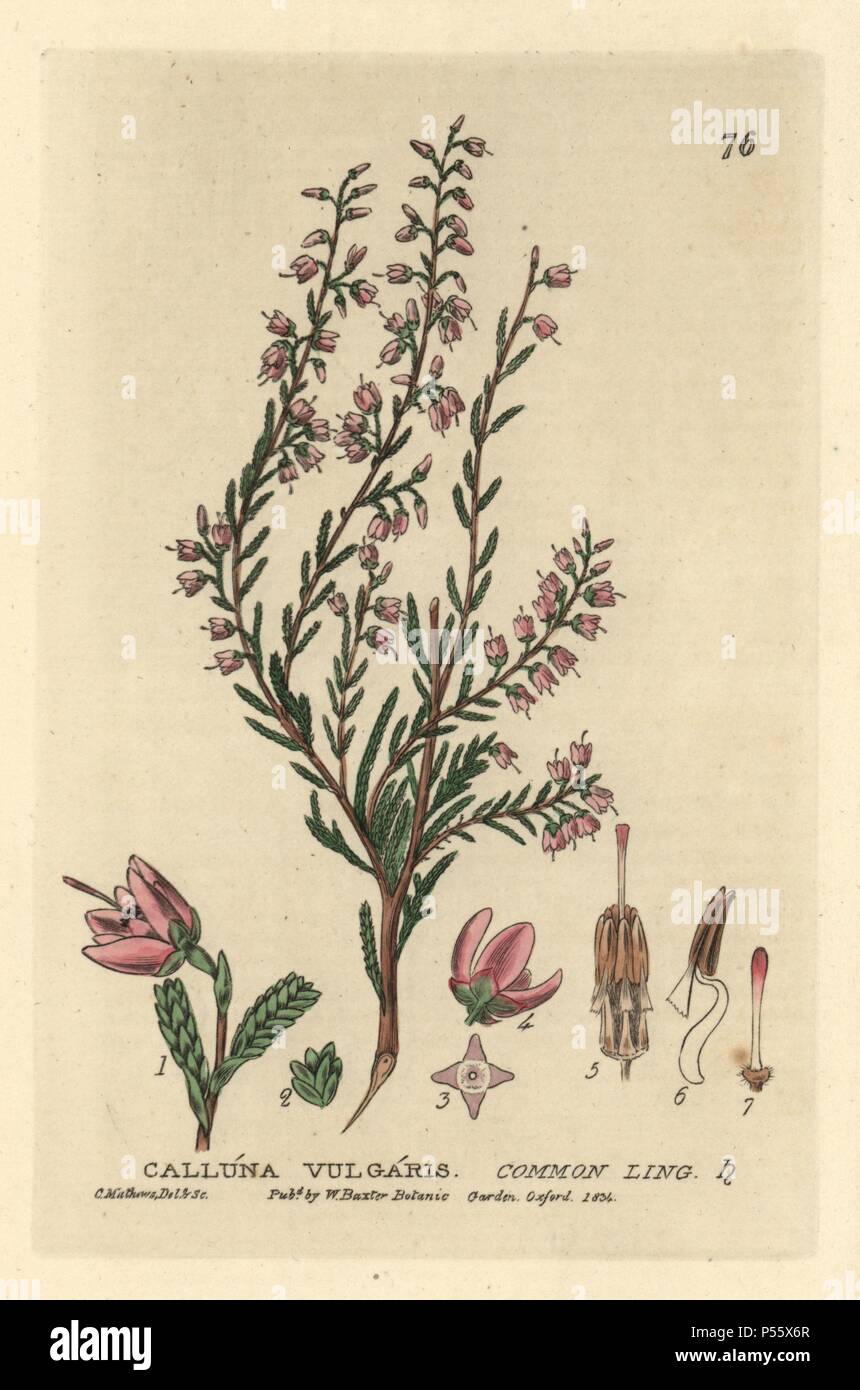 Bruyère commune ou ling, Calluna vulgaris. Coloriée à la gravure sur ...