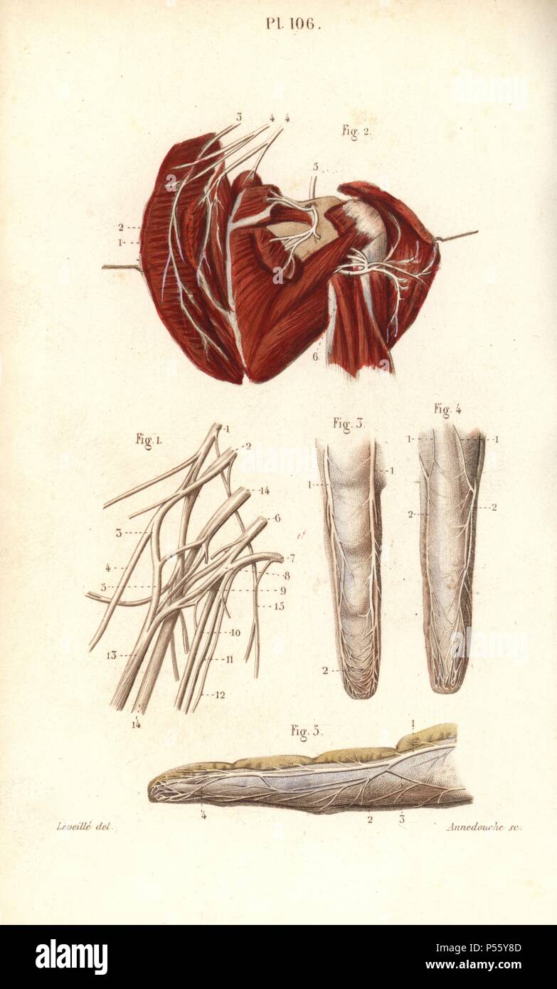 Pour les nerfs du plexus brachial et le doigt. Gravure coloriée par ...