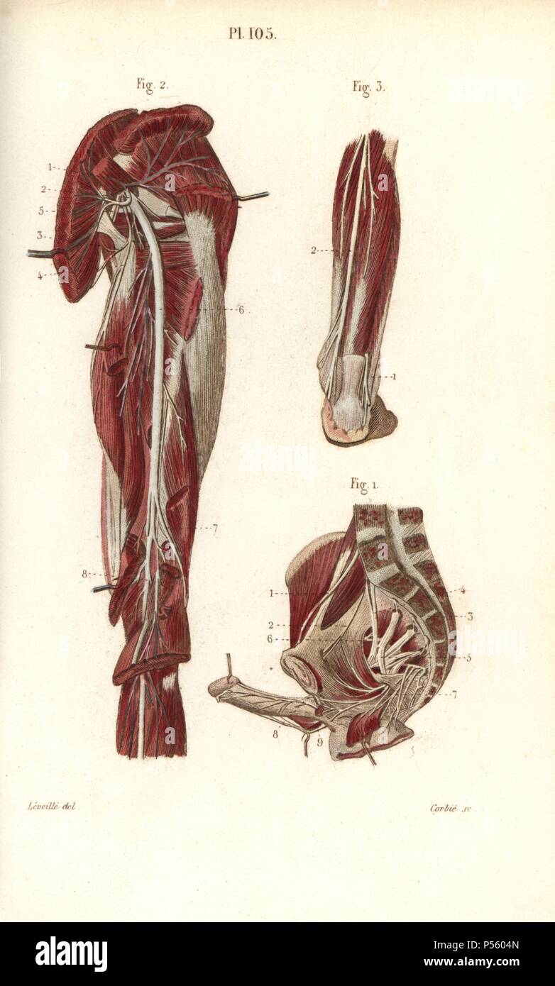 Nerf sciatique et le plexus sacré. Gravure coloriée par Corbie d'un ...