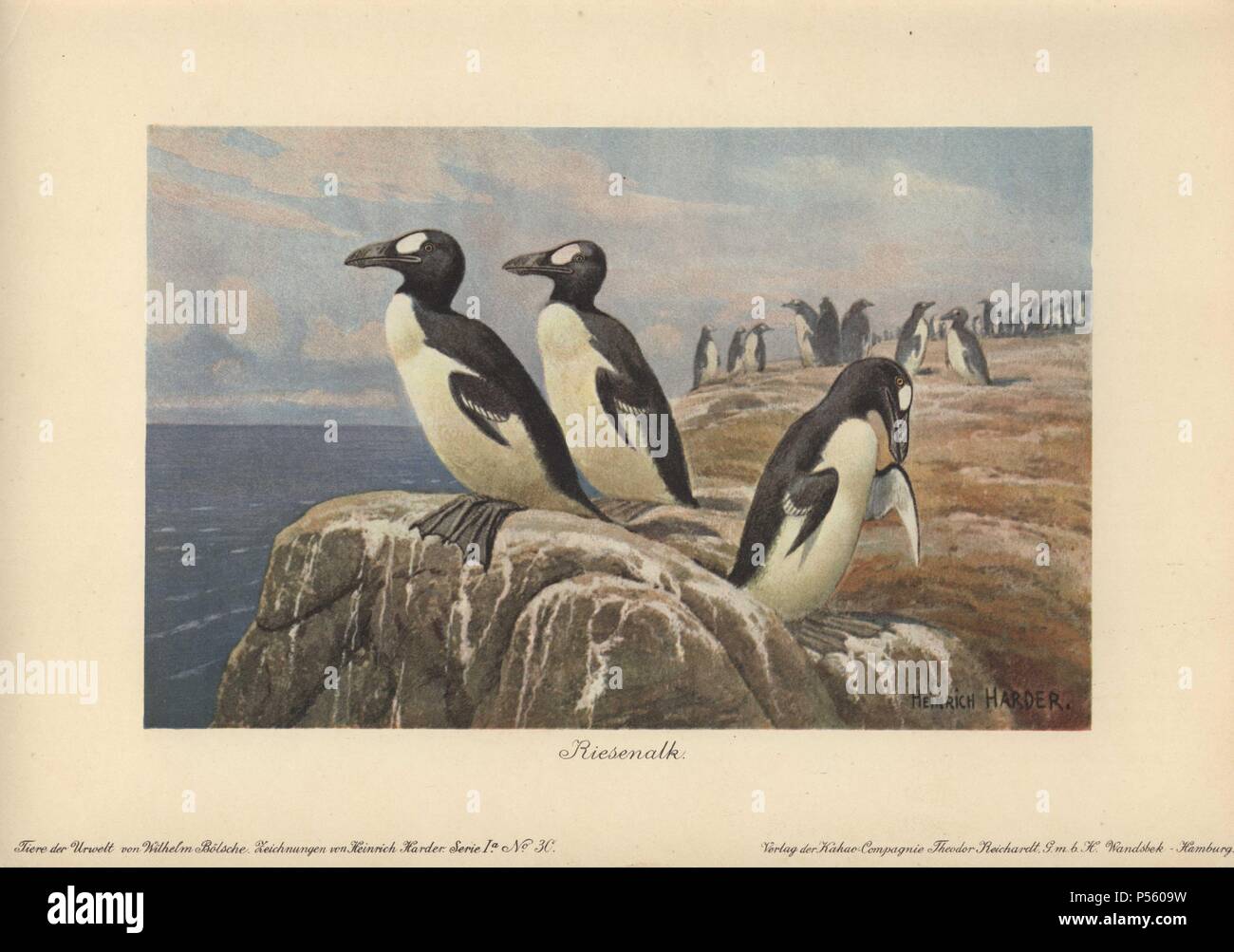 Grands Pingouins debout sur le bord d'une falaise. Le Grand Pingouin ...