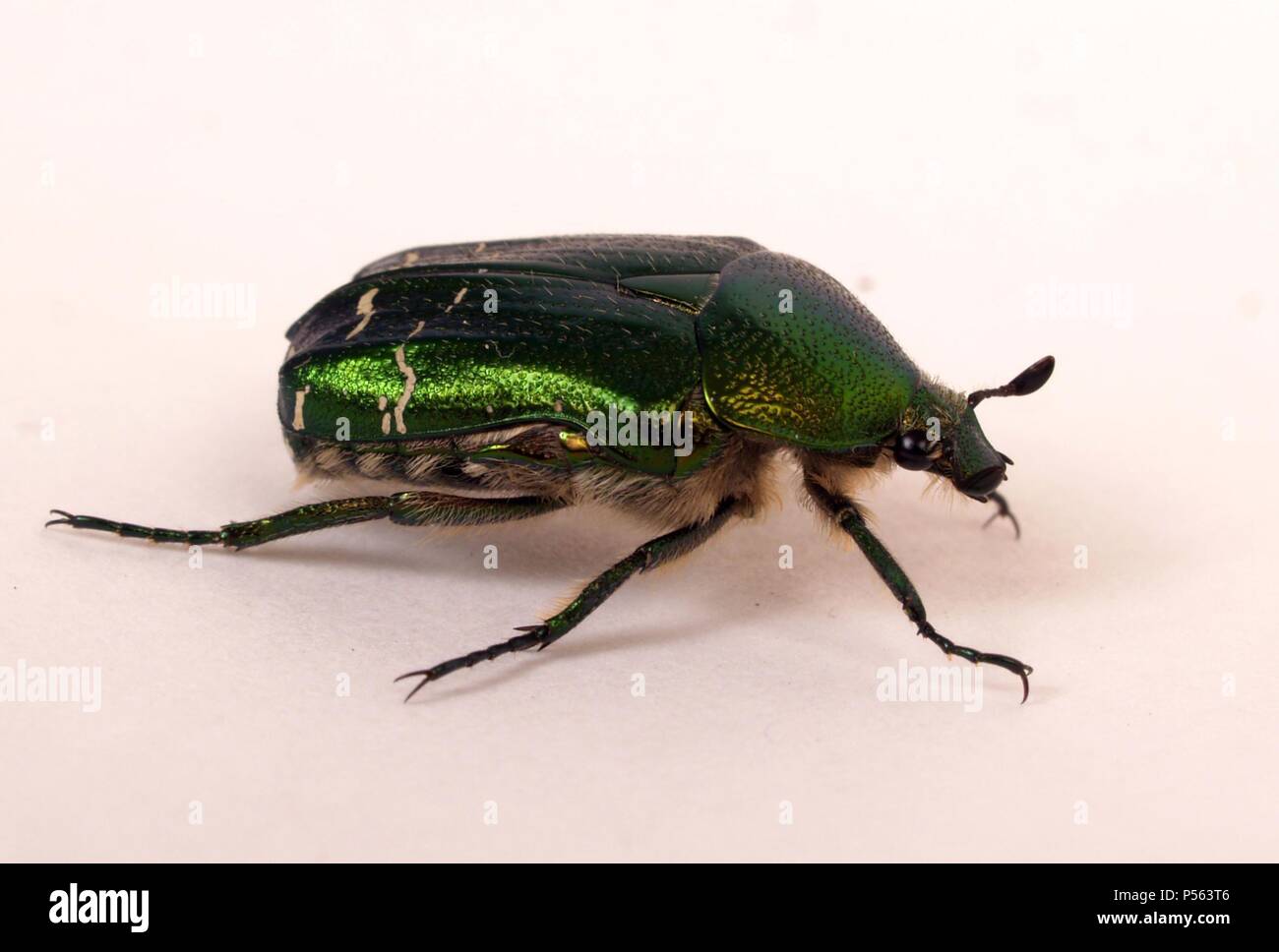 Insecto verde dorado Banque de photographies et d’images à haute ...