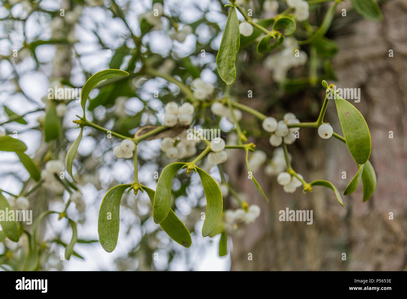 Gui sur l'arbre Banque de photographies et d’images à haute résolution ...