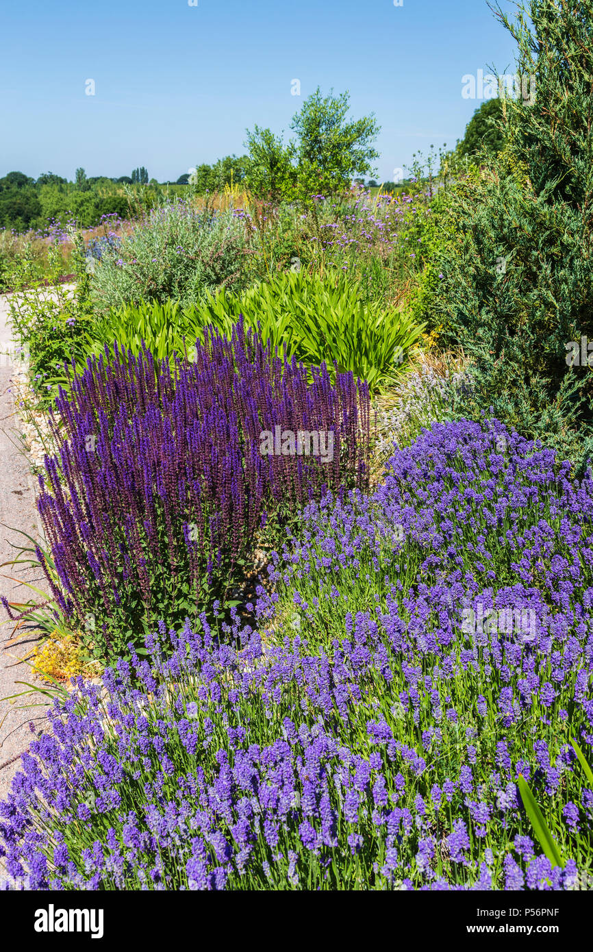 Jardin sec rhs hyde hall Banque de photographies et d’images à haute ...