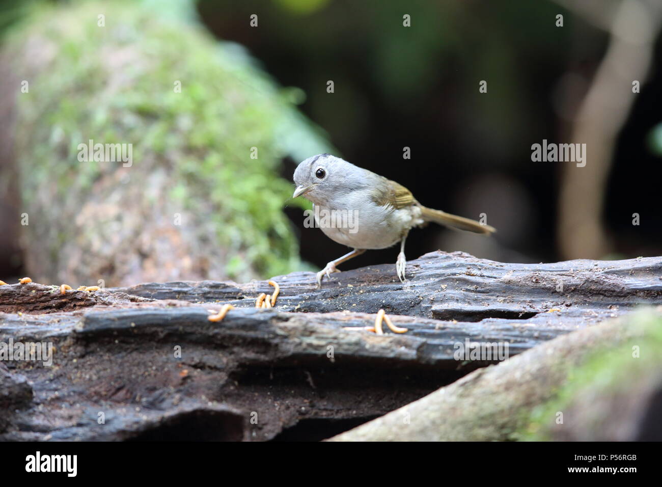 Alcippe peracensis Banque de photographies et d’images à haute ...