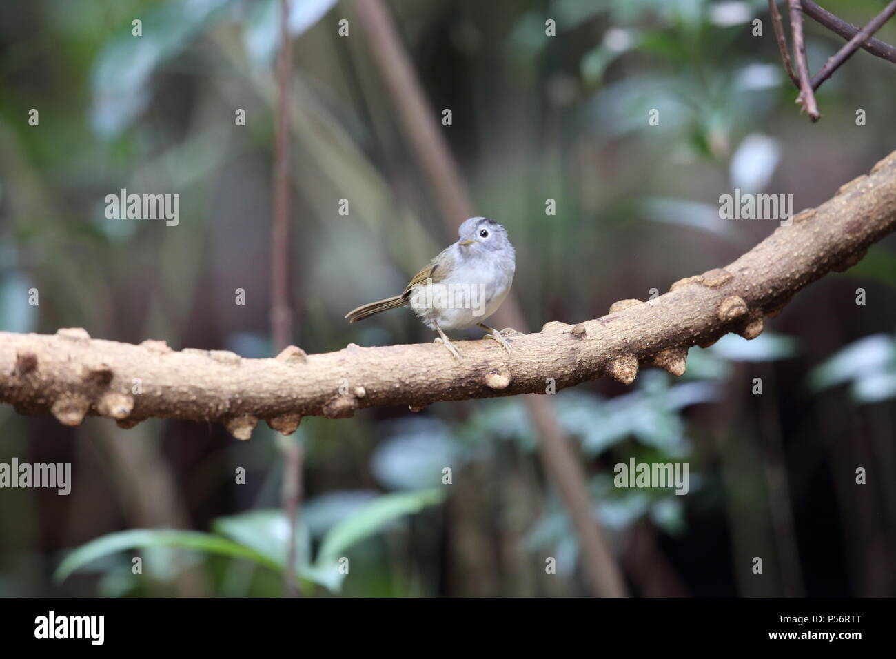 Alcippe peracensis Banque de photographies et d’images à haute ...