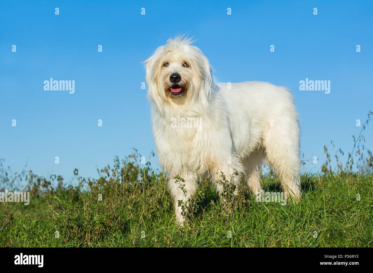 Chien de berger russe Banque de photographies et d’images à haute ...