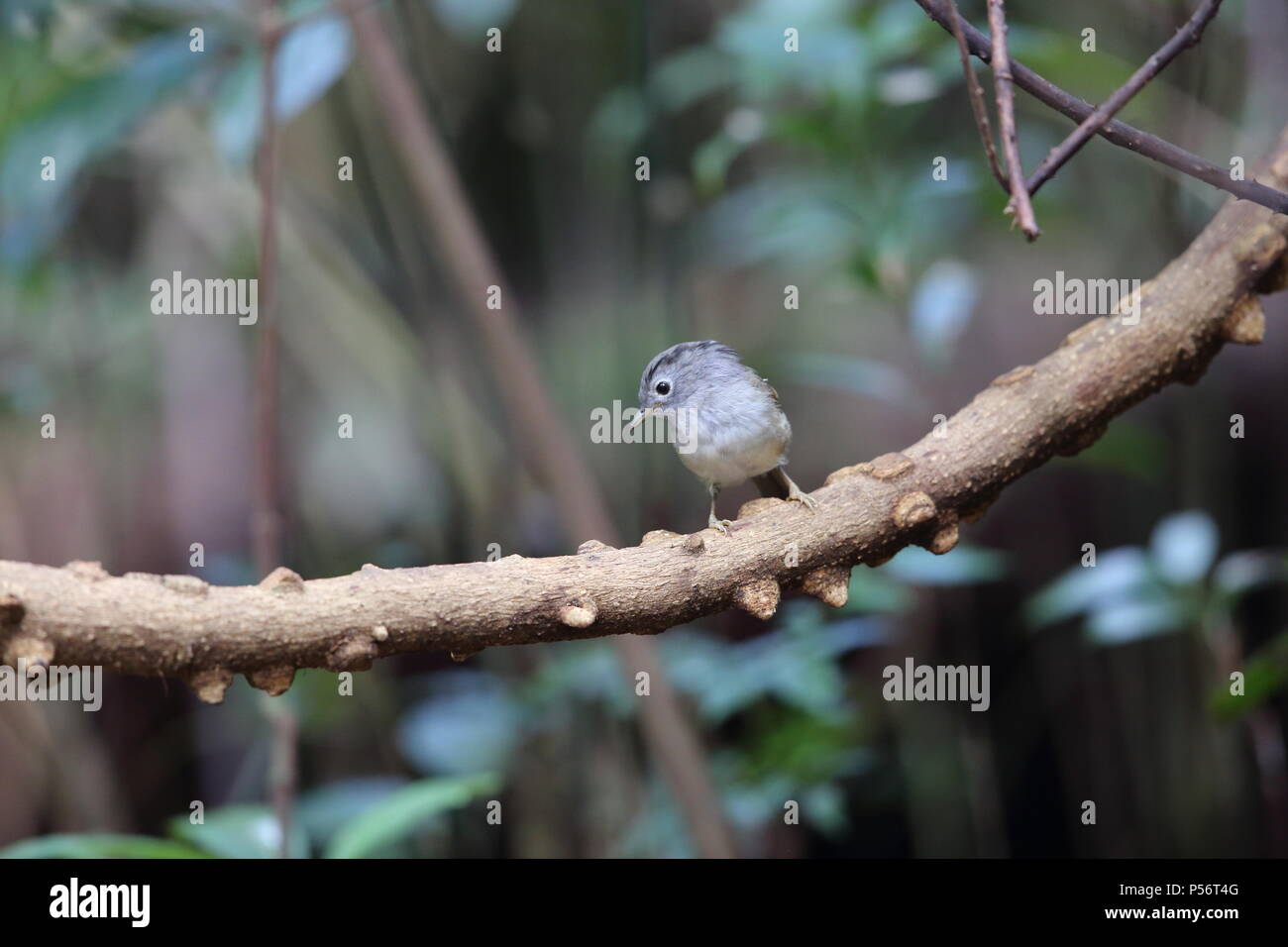 Alcippe peracensis Banque de photographies et d’images à haute ...