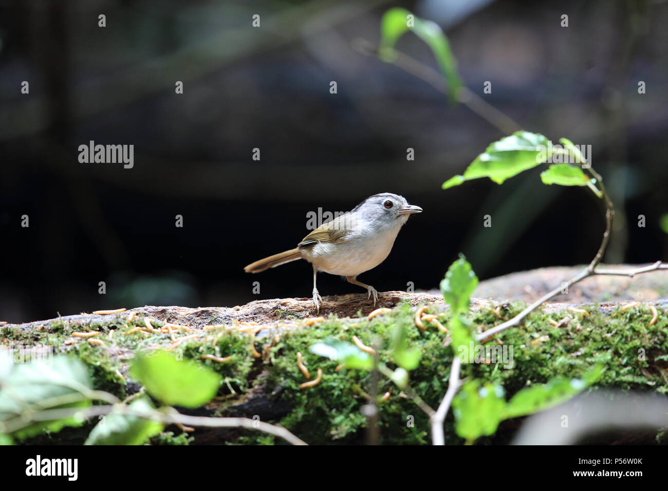 Alcippe peracensis Banque de photographies et d’images à haute ...
