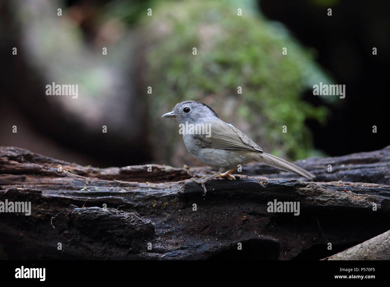 Alcippe peracensis Banque de photographies et d’images à haute ...