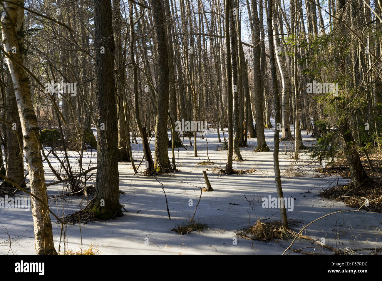 Belle photo de la nature et des paysages d'hiver enneigés forêt en ...