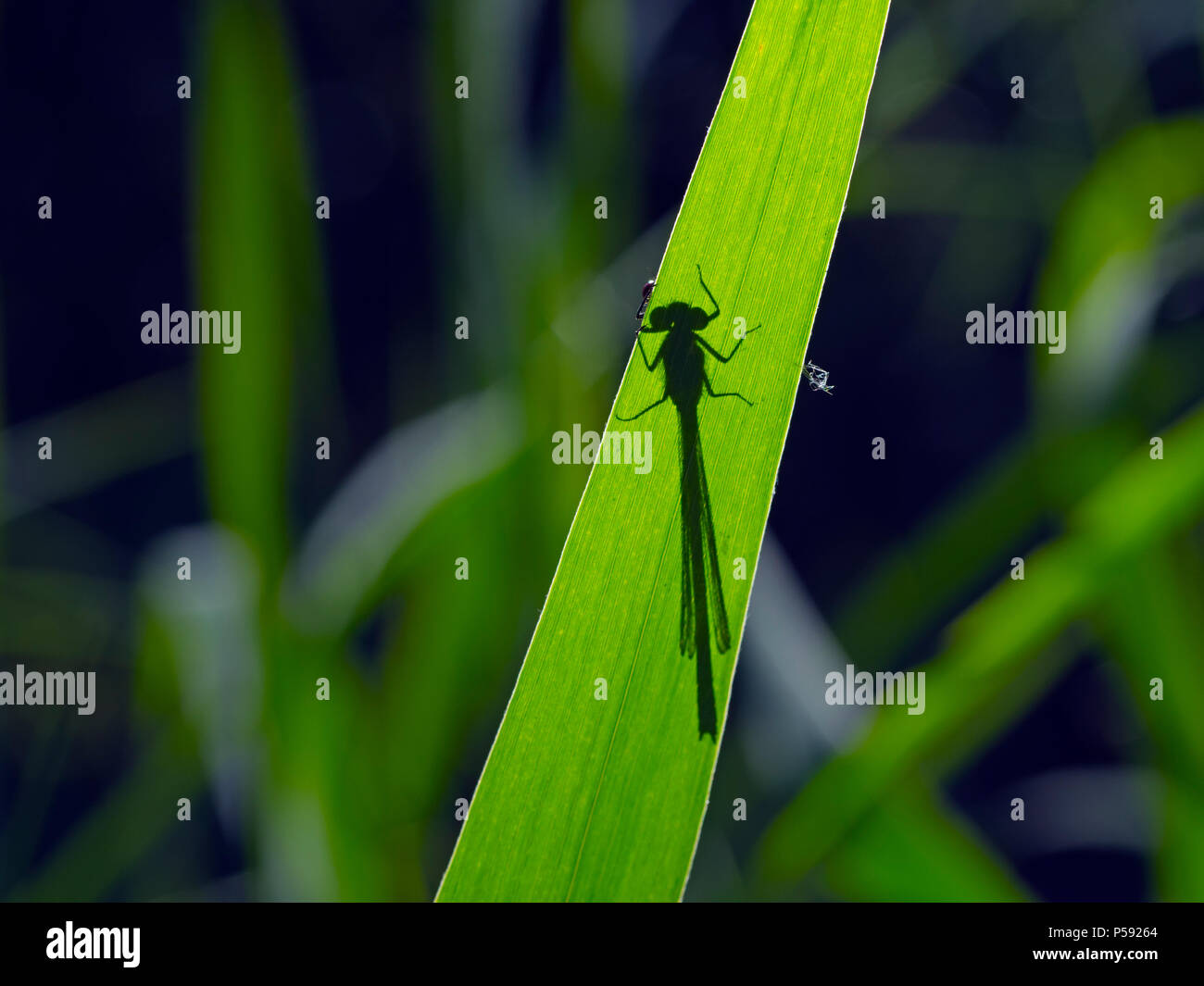 Ombre d'insecte Banque de photographies et d’images à haute résolution ...