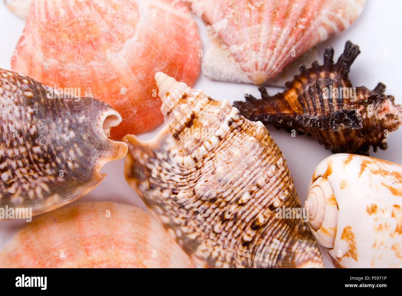 Différents types de coquilles background Photo Stock - Alamy