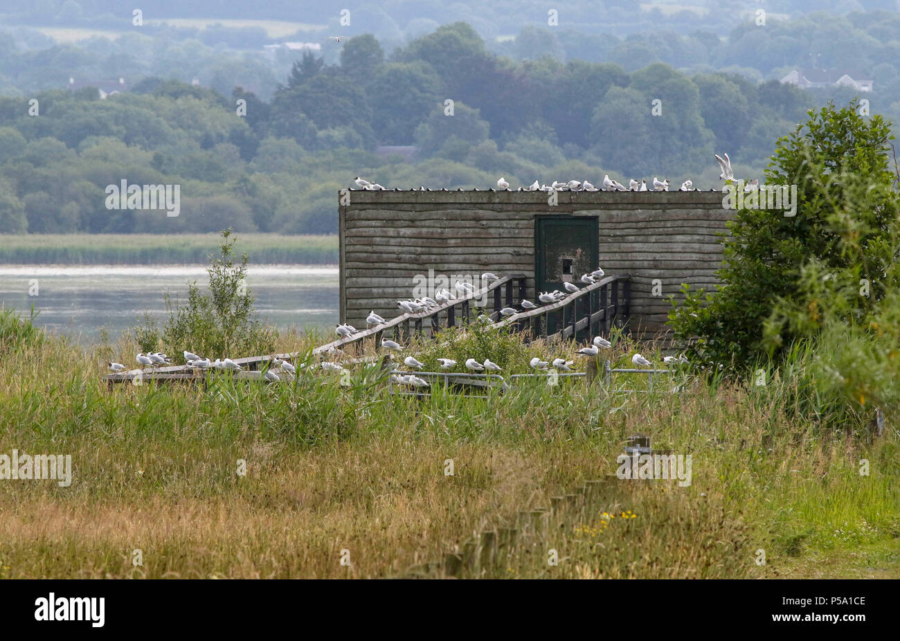 Portmore ireland Banque de photographies et d’images à haute résolution ...