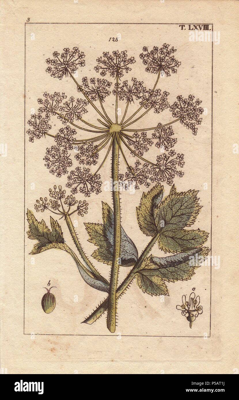 La berce commune avec des fleurs blanches, Heracleum sphondylium. La ...
