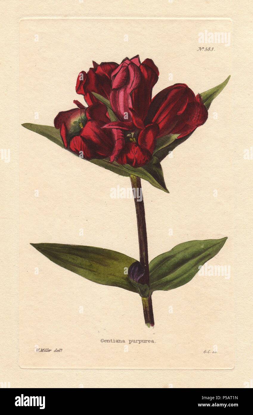 Plus charnu Banque de photographies et d’images à haute résolution - Alamy