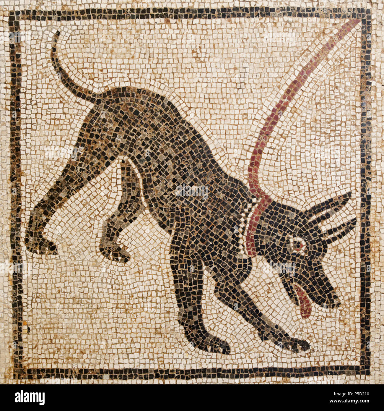 Cave canem pompei Banque de photographies et d’images à haute ...