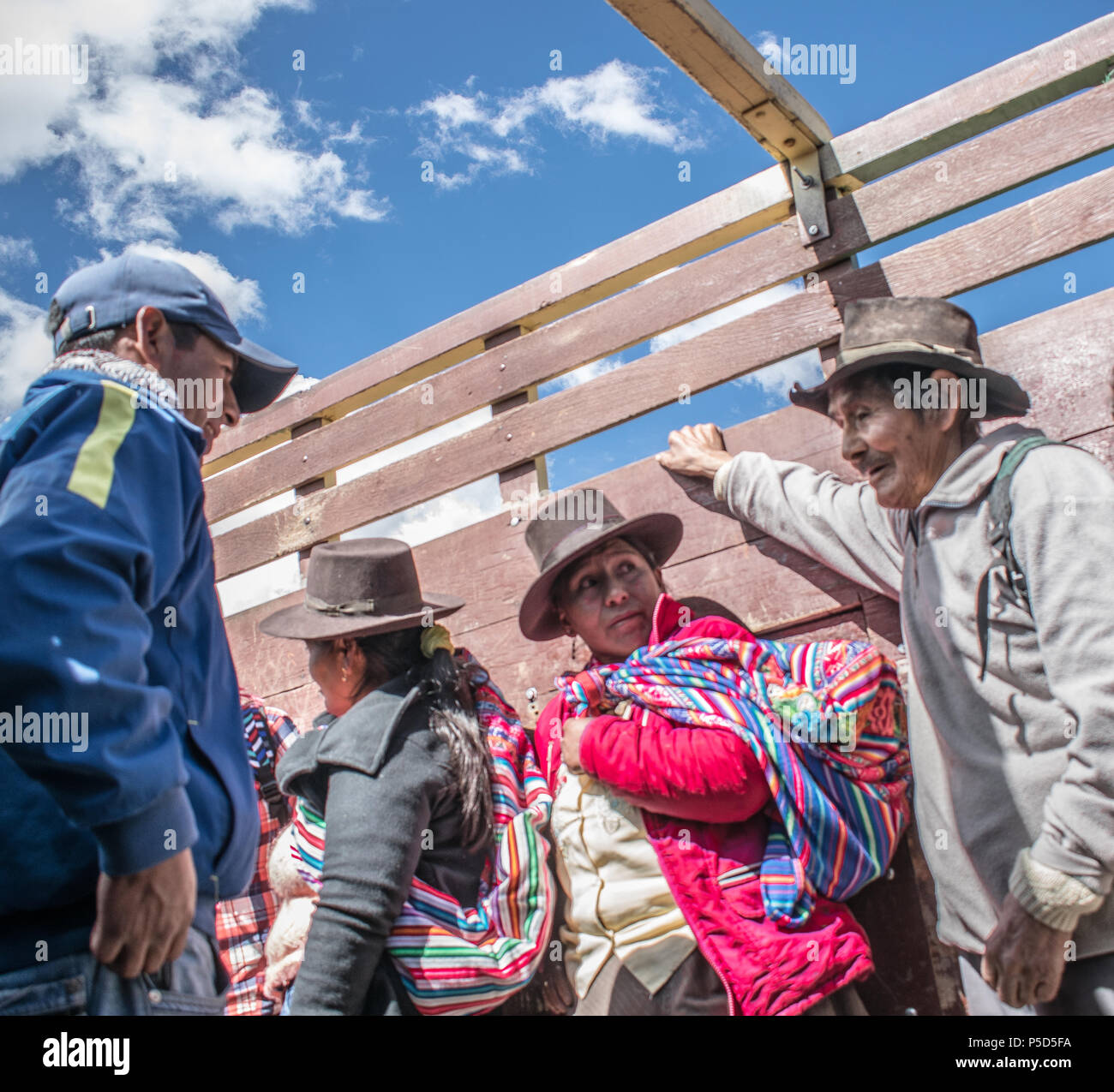 Fiesta del chacu tradicional en Pampa Galeras La vicuña es una especie ...