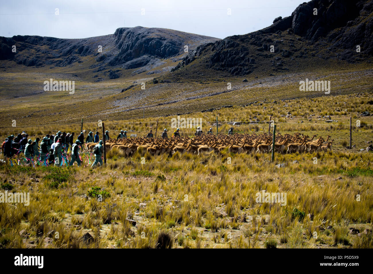 Fiesta del chacu tradicional en Pampa Galeras La vicuña es una especie ...