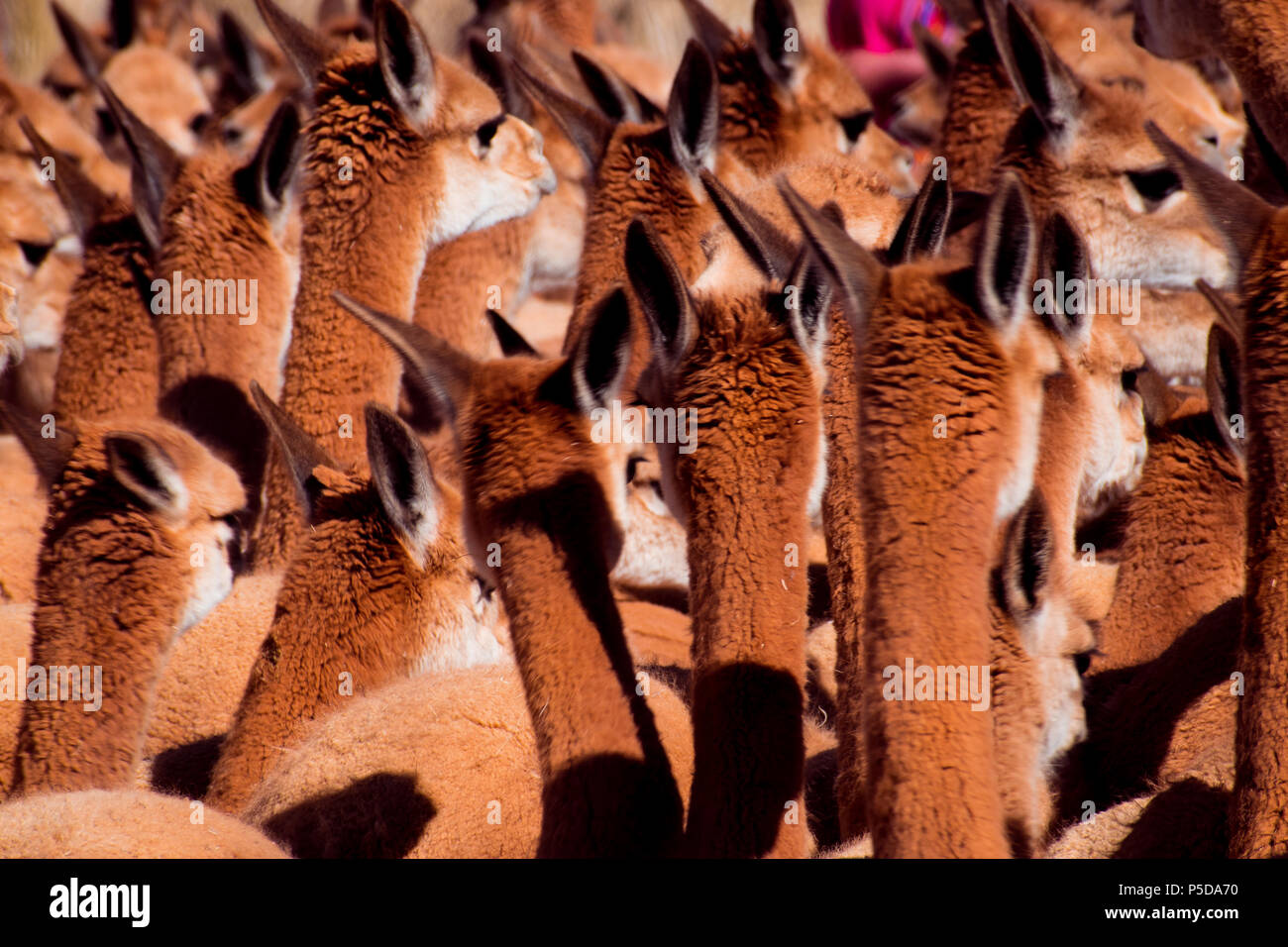 Fiesta del chacu tradicional en Pampa Galeras La vicuña es una especie ...