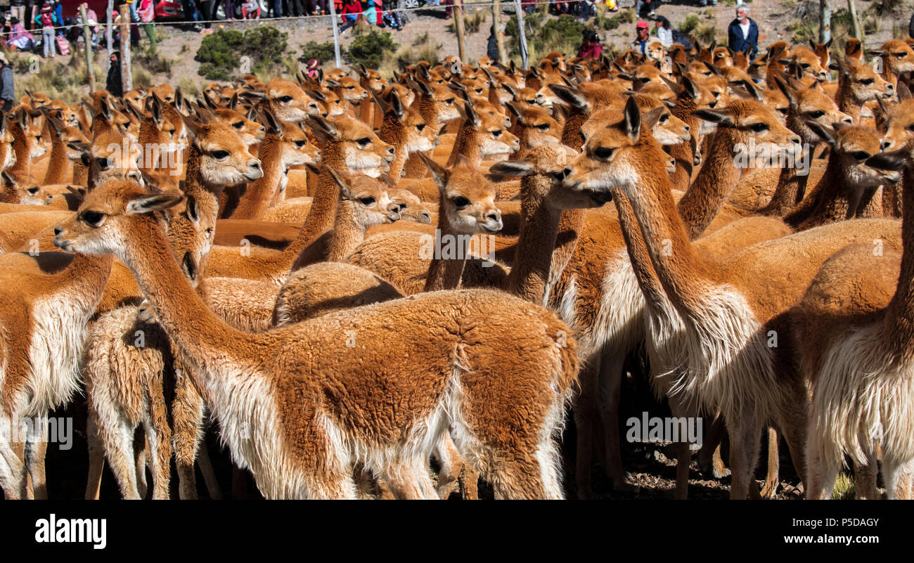 Fiesta del chacu tradicional en Pampa Galeras La vicuña es una especie ...