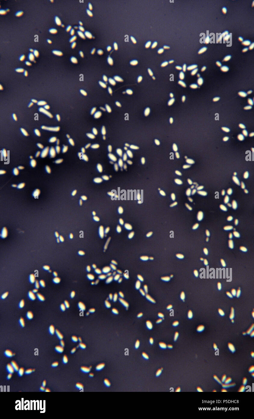 Candida albicans Banque de photographies et d’images à haute résolution ...