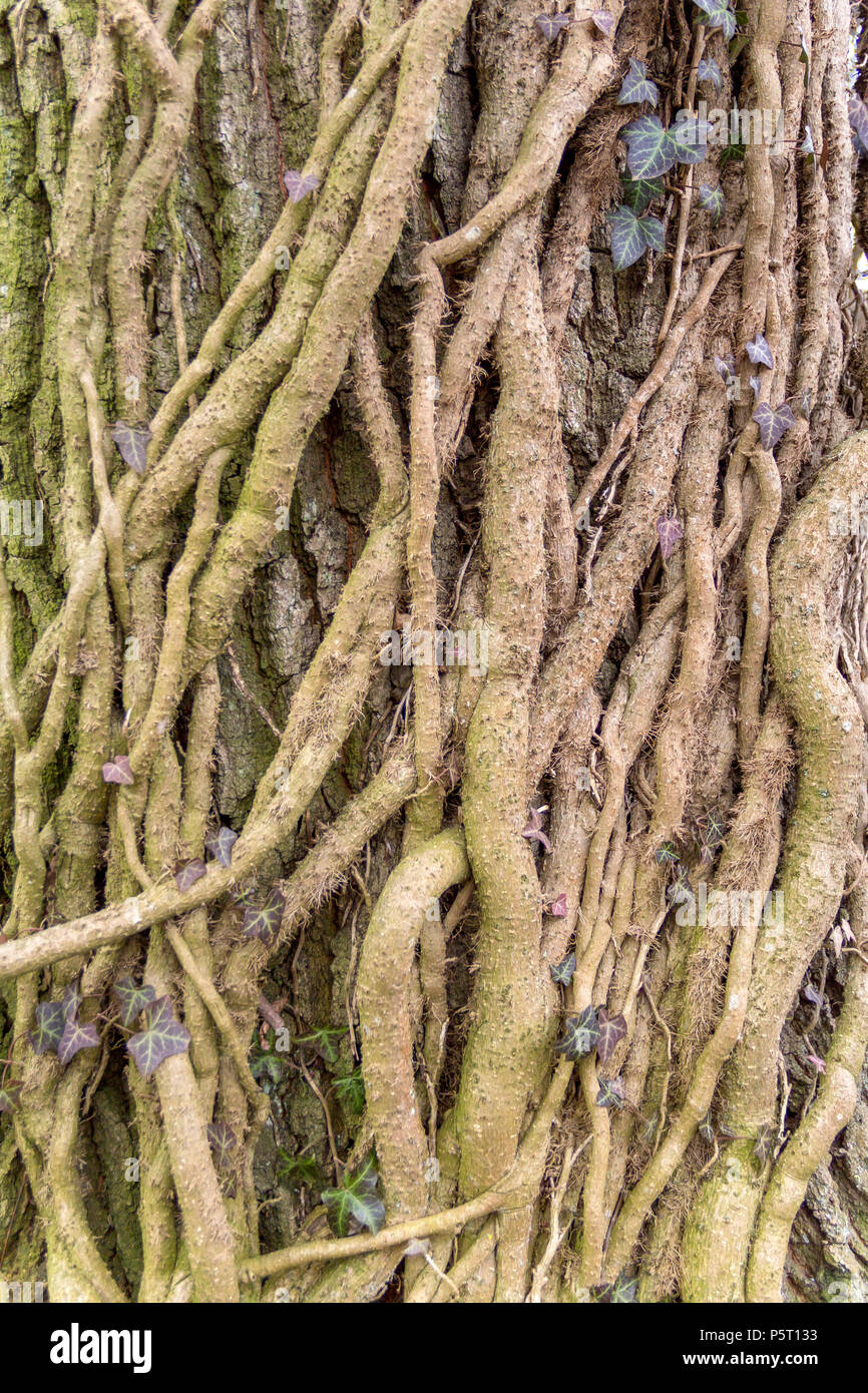 Beaucoup de grandes racines de lierre grimpant sur un tronc d'arbre ...