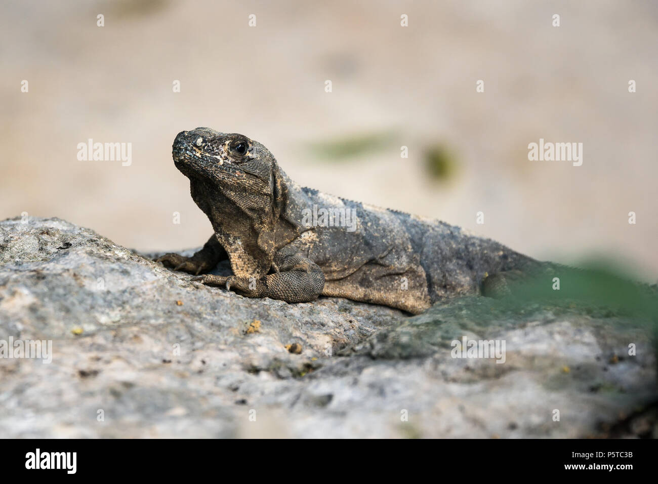 Iguane gris Banque de photographies et d’images à haute résolution - Alamy