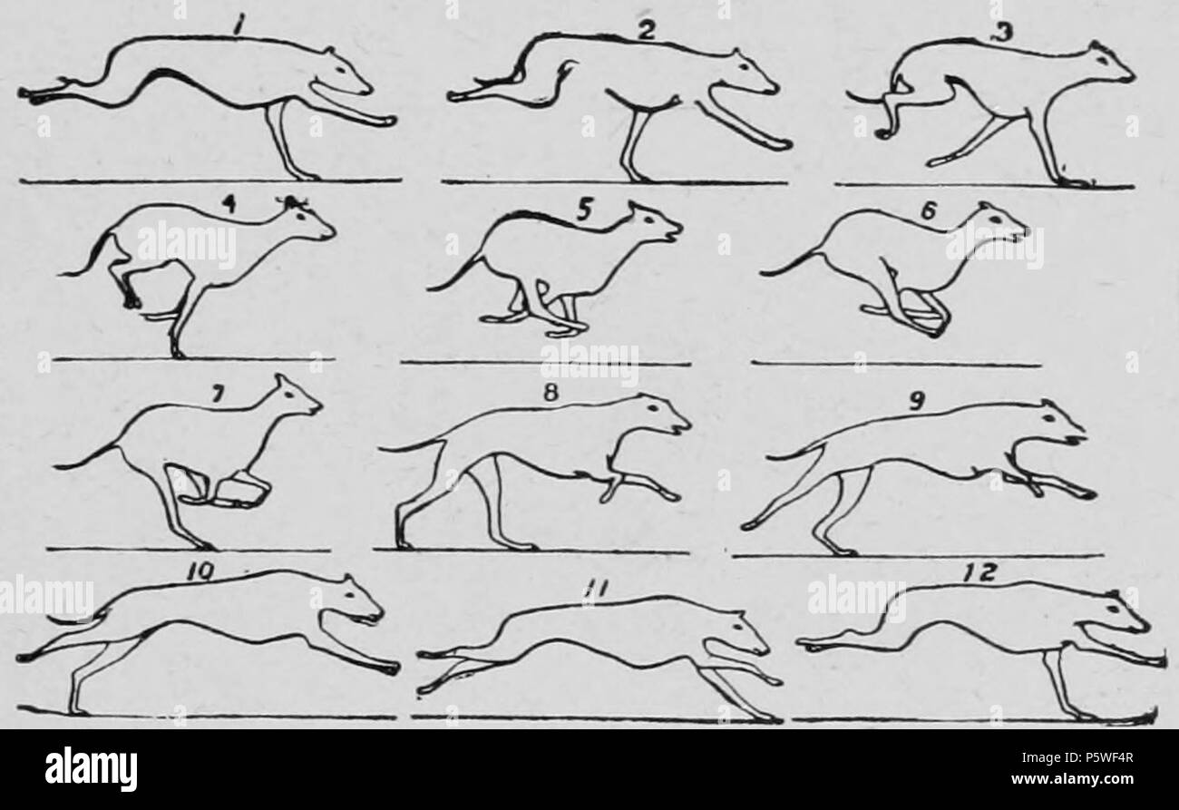 Edward muybridge Banque de photographies et d’images à haute résolution ...