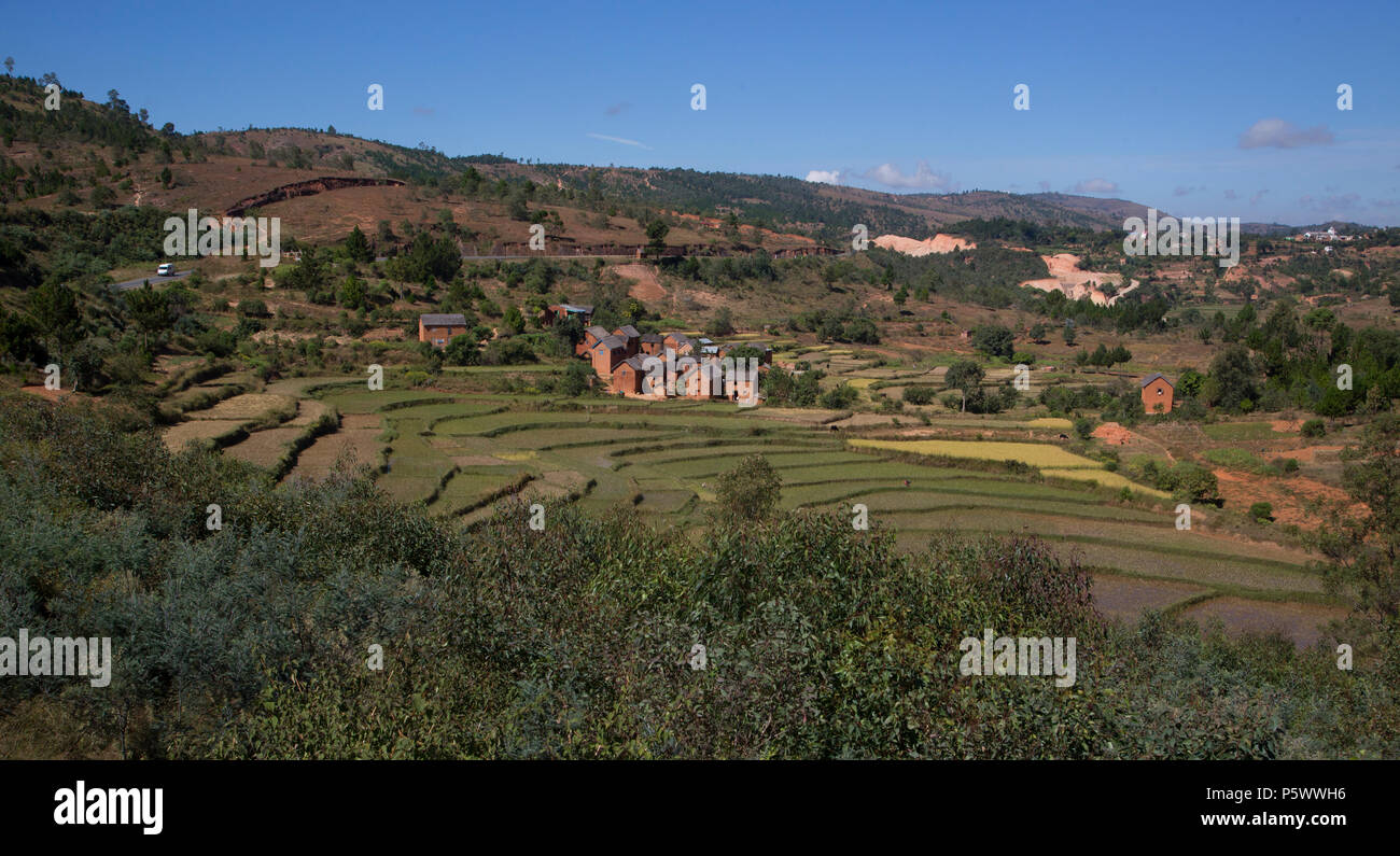 Arbre malgache Banque de photographies et d’images à haute résolution ...