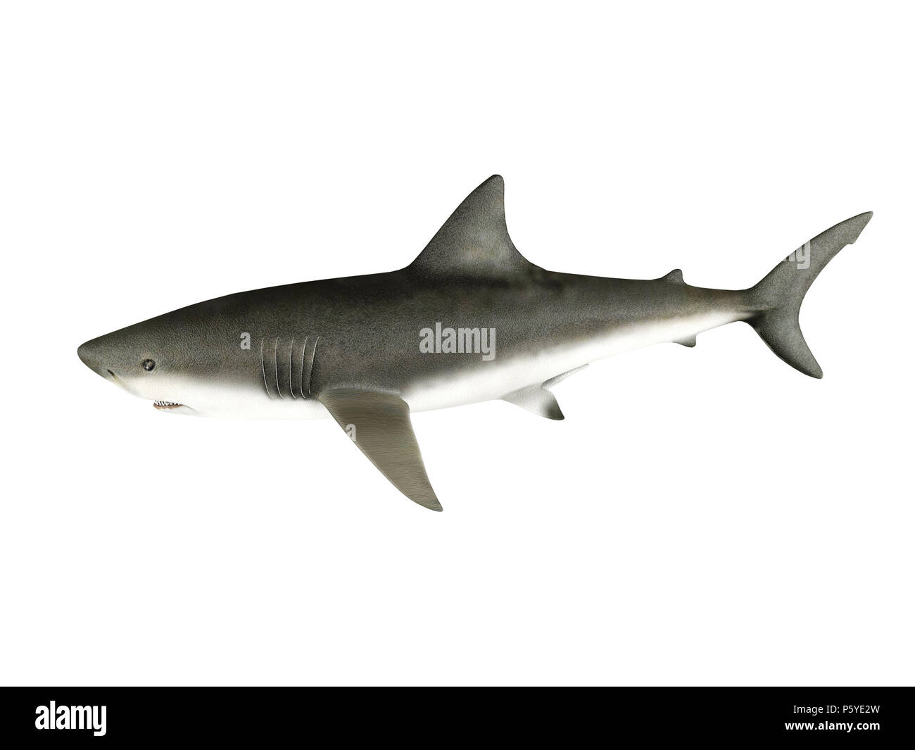 Grande proie requin blanc Banque de photographies et d’images à haute ...