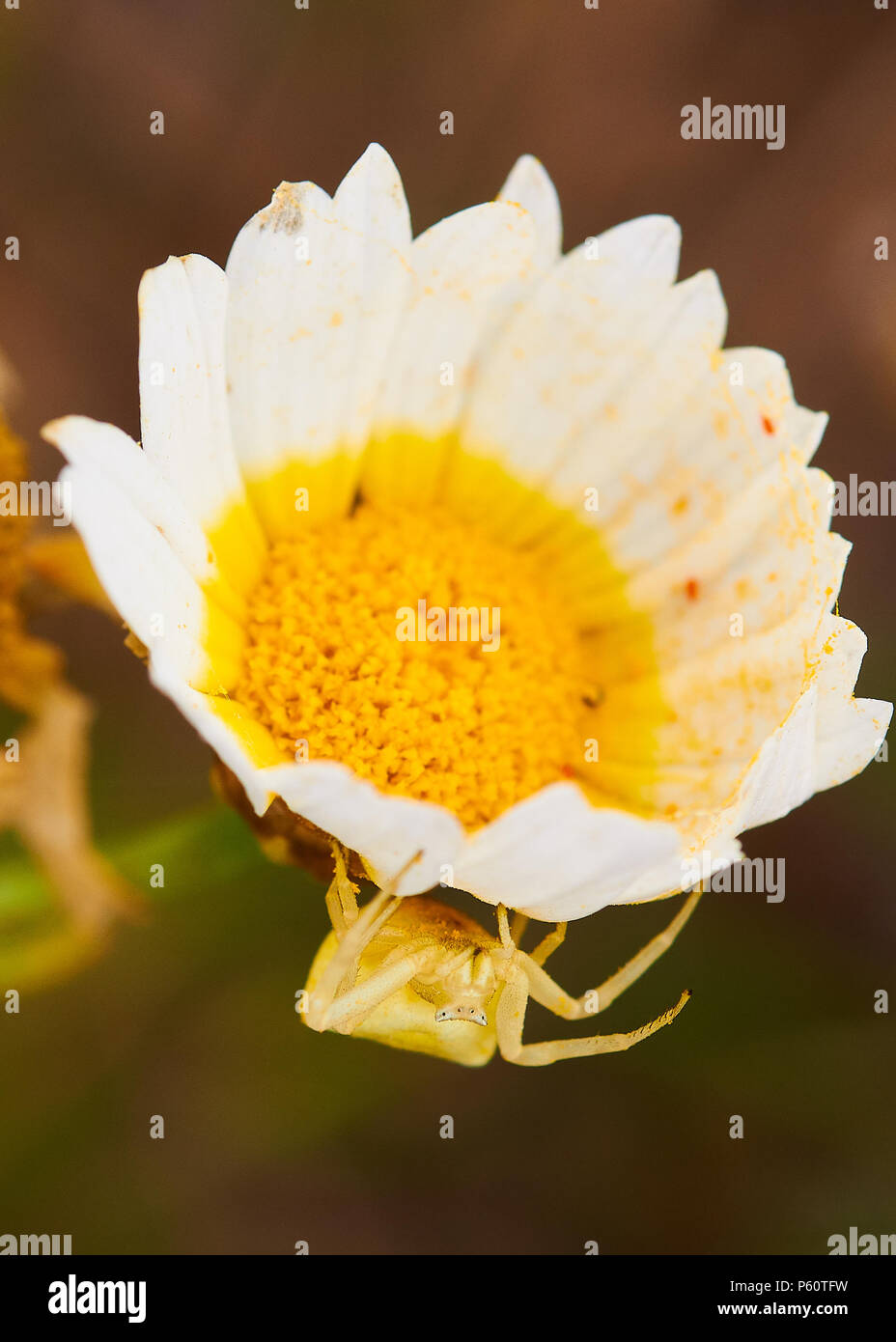 Active camouflage Banque de photographies et d’images à haute ...