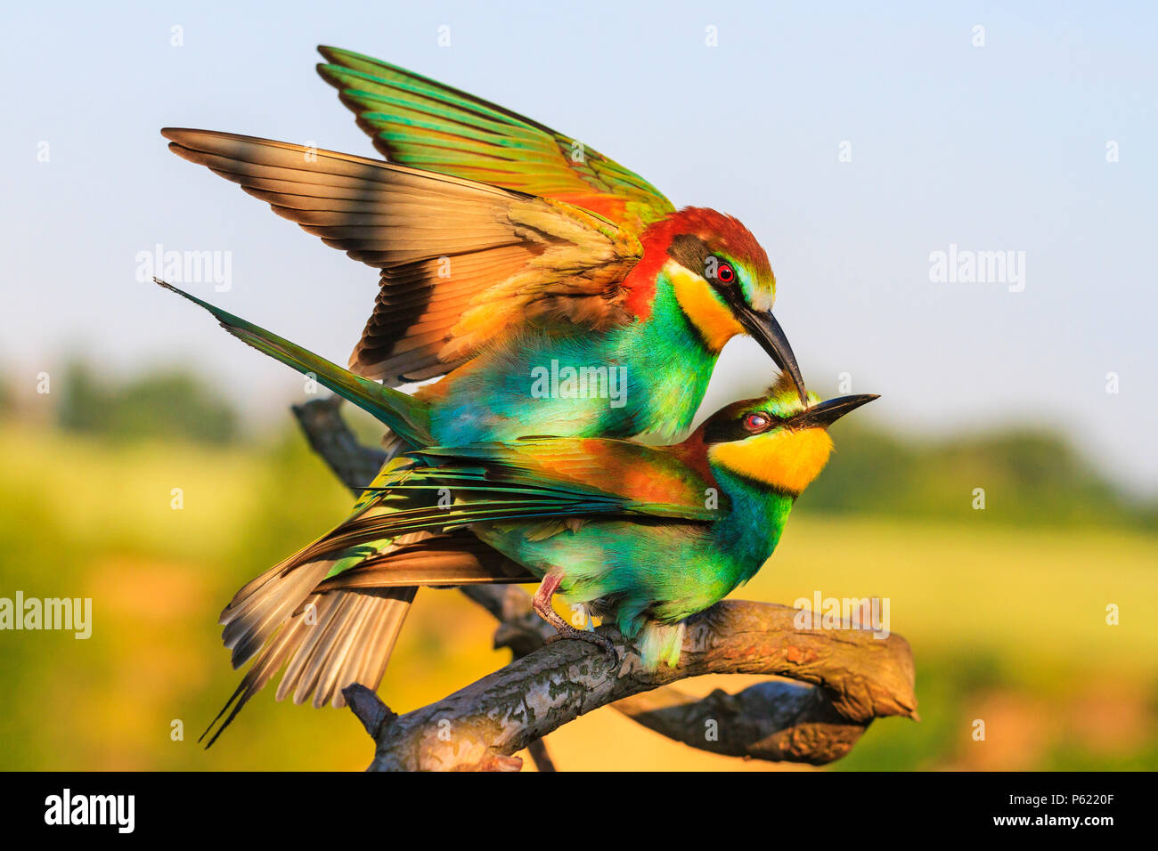 Oiseaux exotiques en afrique Banque de photographies et d’images à haute résolution - Alamy