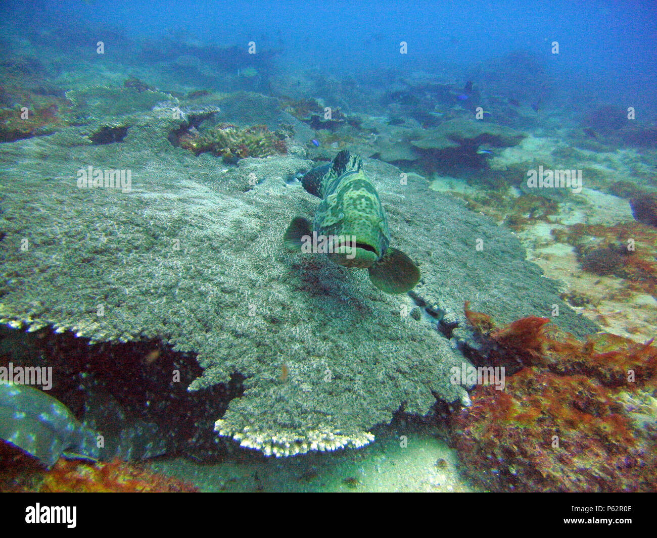 Texture des fonds marins poissons Banque de photographies et d’images à ...