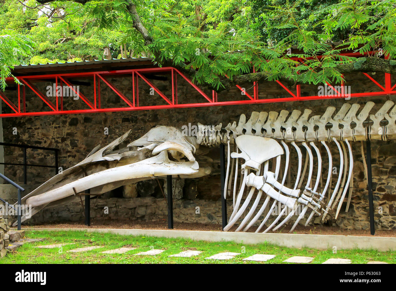 Squelette de baleine à l'affiche au Musée de paléontologie à Colonia ...