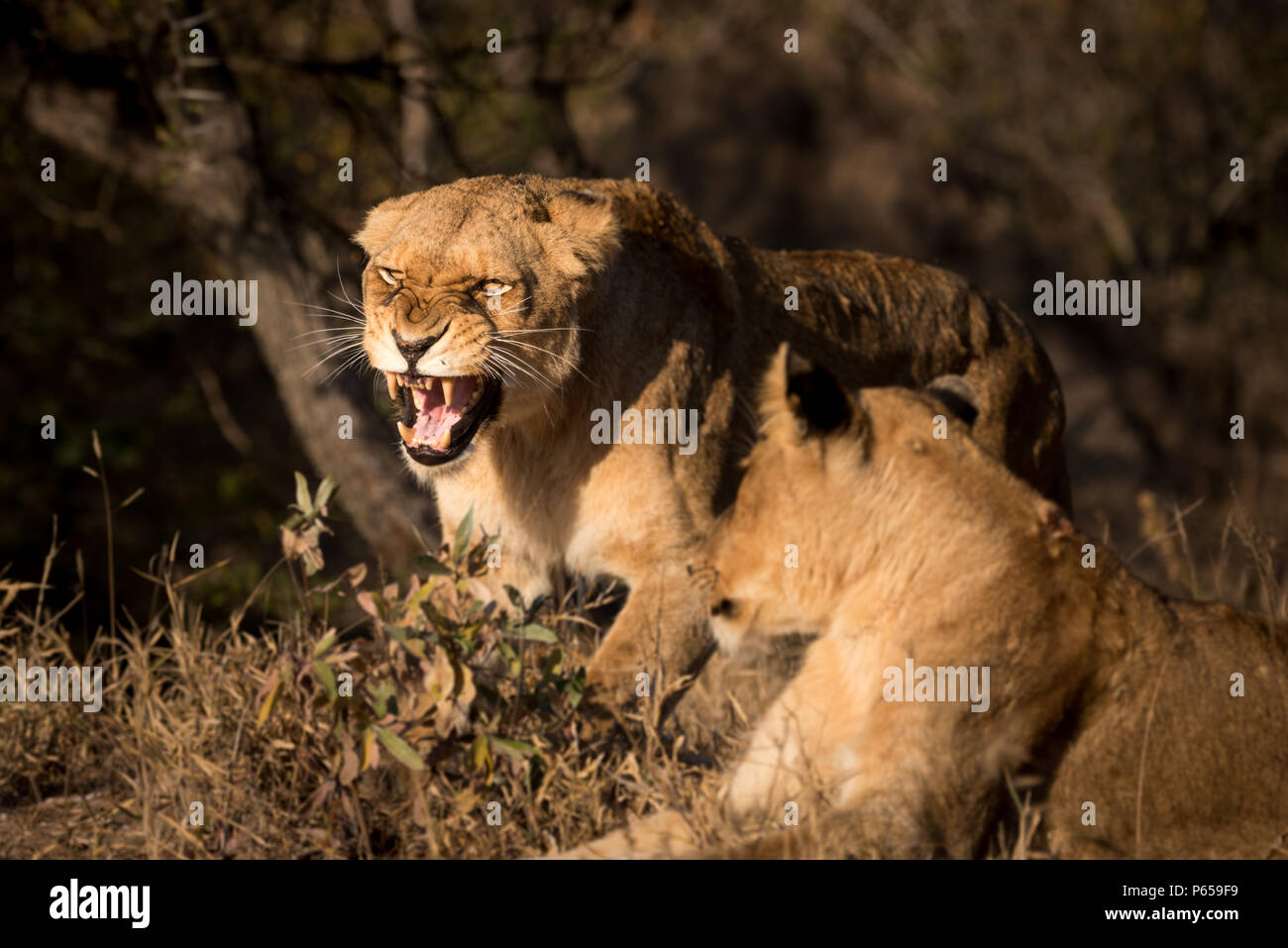 Lion et lionceau rugissant Banque de photographies et d’images à haute ...