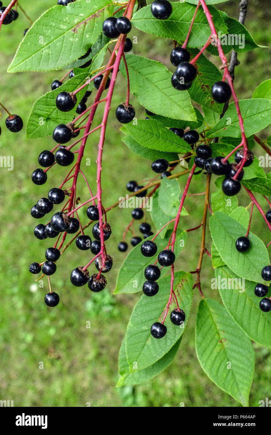Fruits noirs Banque de photographies et d’images à haute résolution - Alamy