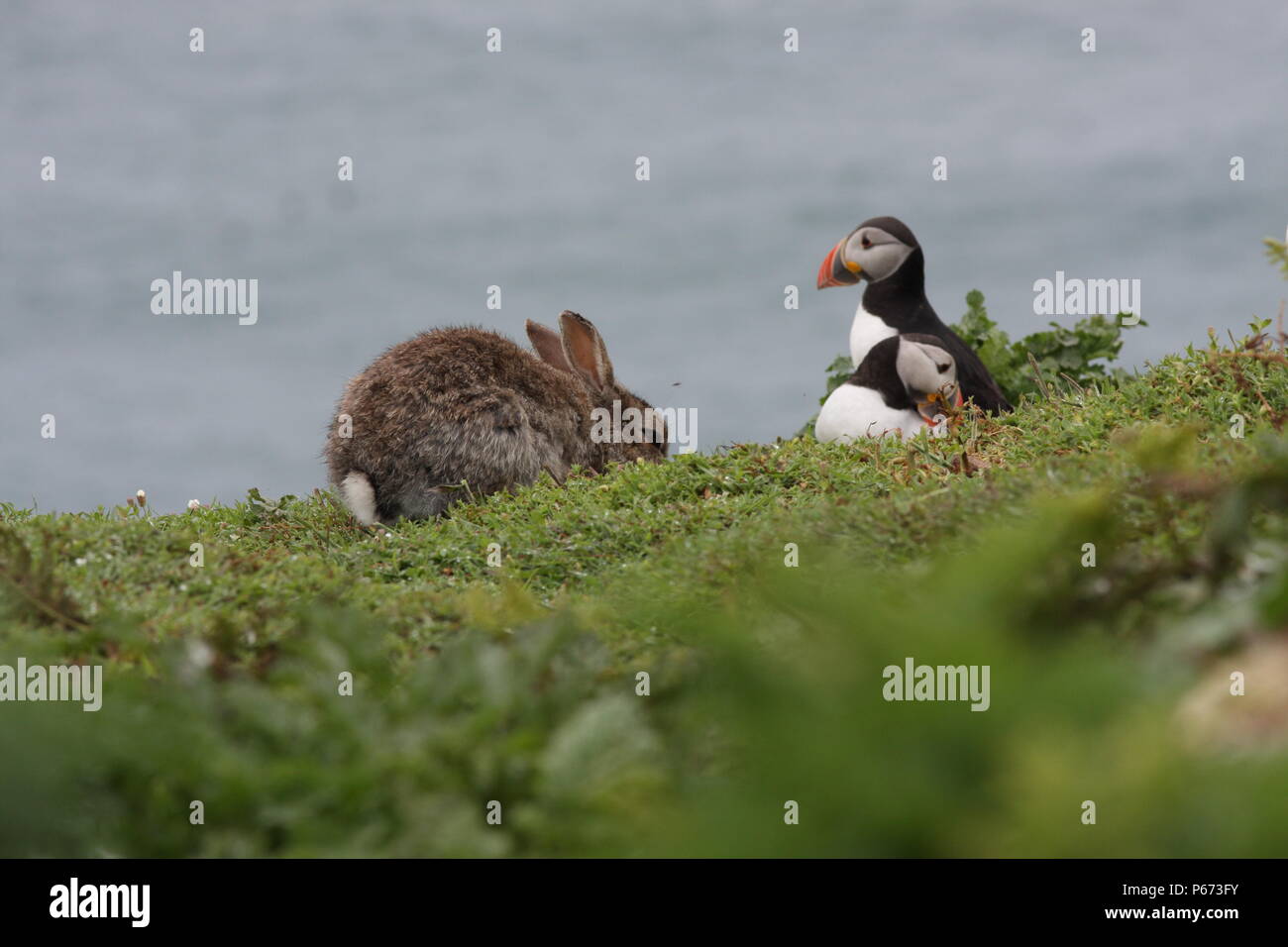 Terriers de lapin Banque de photographies et d’images à haute ...