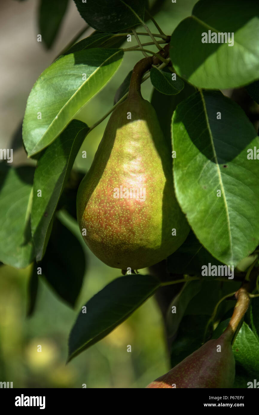 Arbre de plus en plus de poires rouges Banque de photographies et d ...