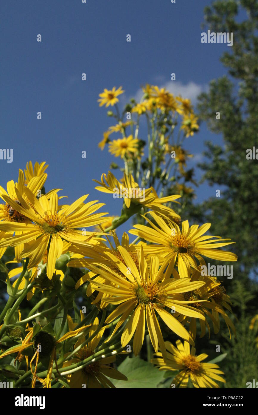 Fleurs en verticilles Banque de photographies et d’images à haute ...