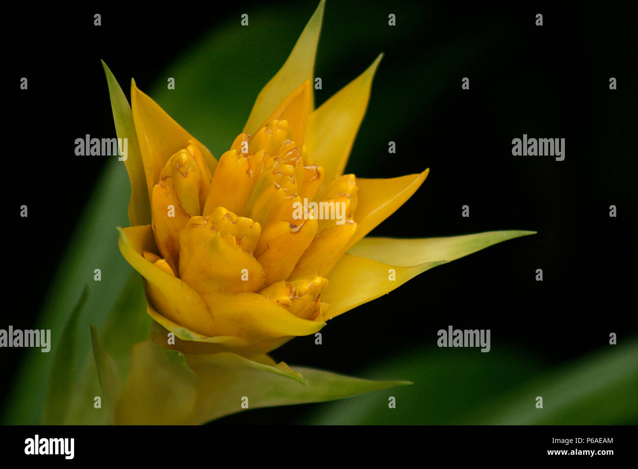 Guzmania bromeliad Banque de photographies et d’images à haute ...