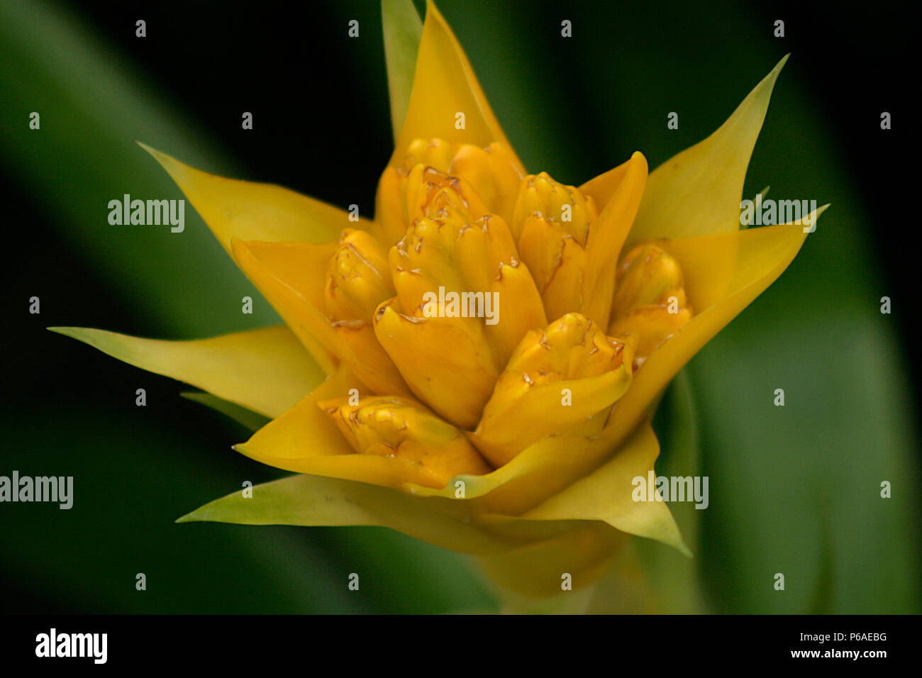 Guzmania bromeliad Banque de photographies et d’images à haute ...