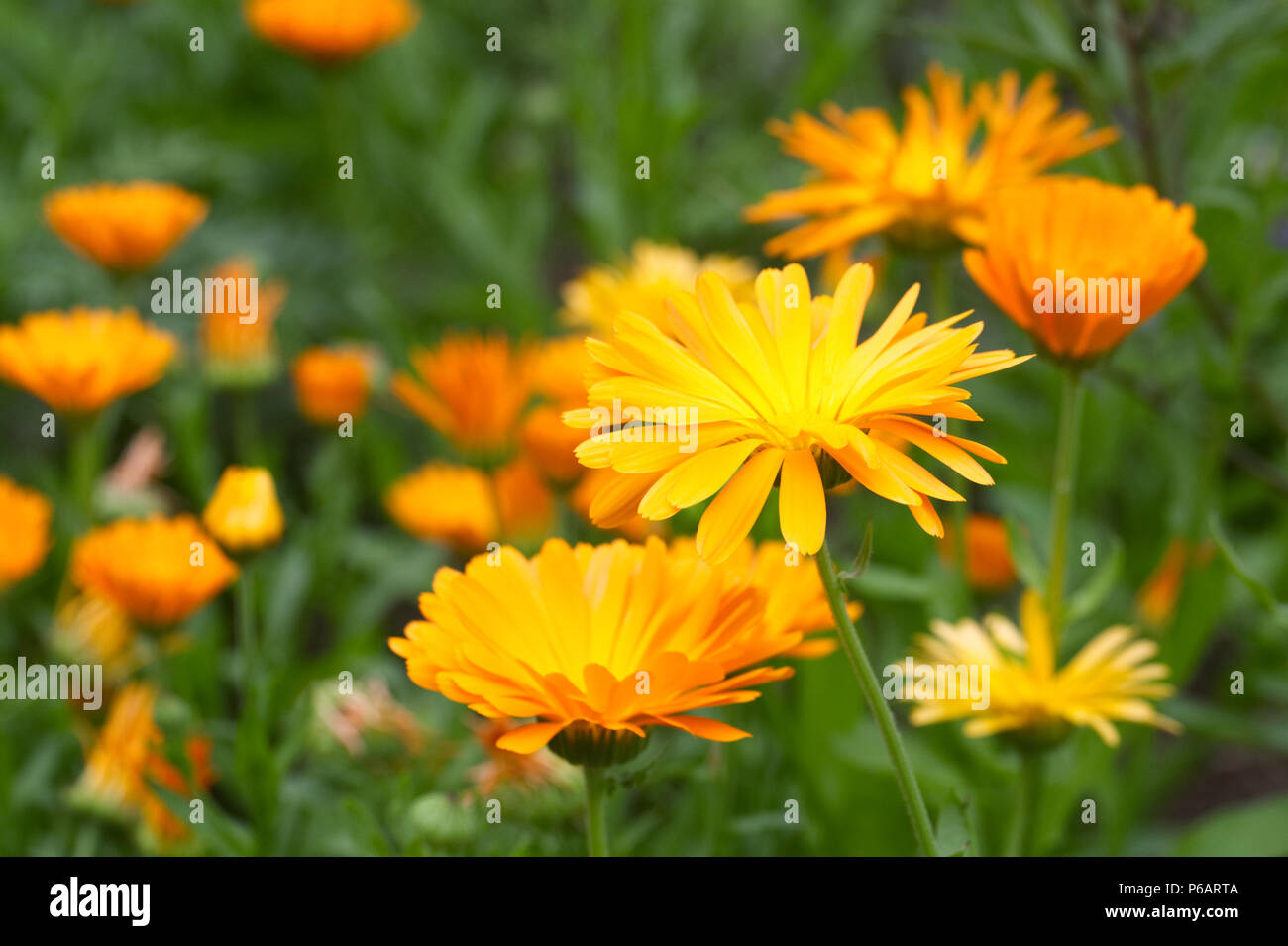 Calendula officinalis Banque de photographies et d’images à haute ...