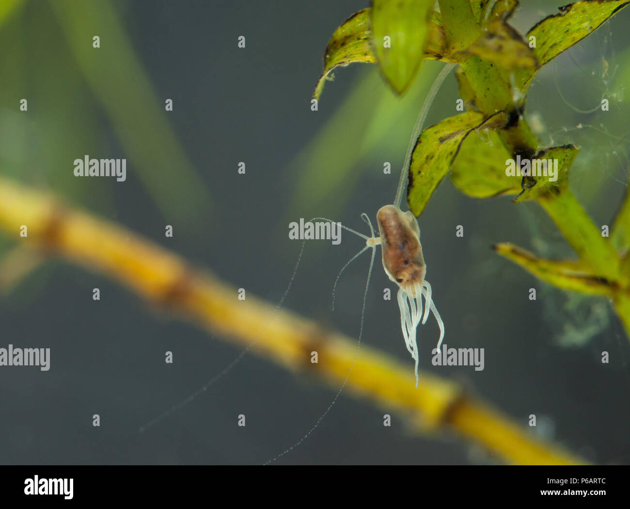 Polype d'eau douce Banque de photographies et d’images à haute ...