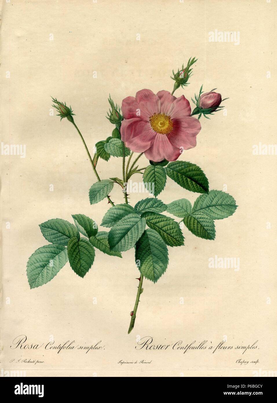 Rosa centifolia simplex Banque de photographies et d’images à haute ...