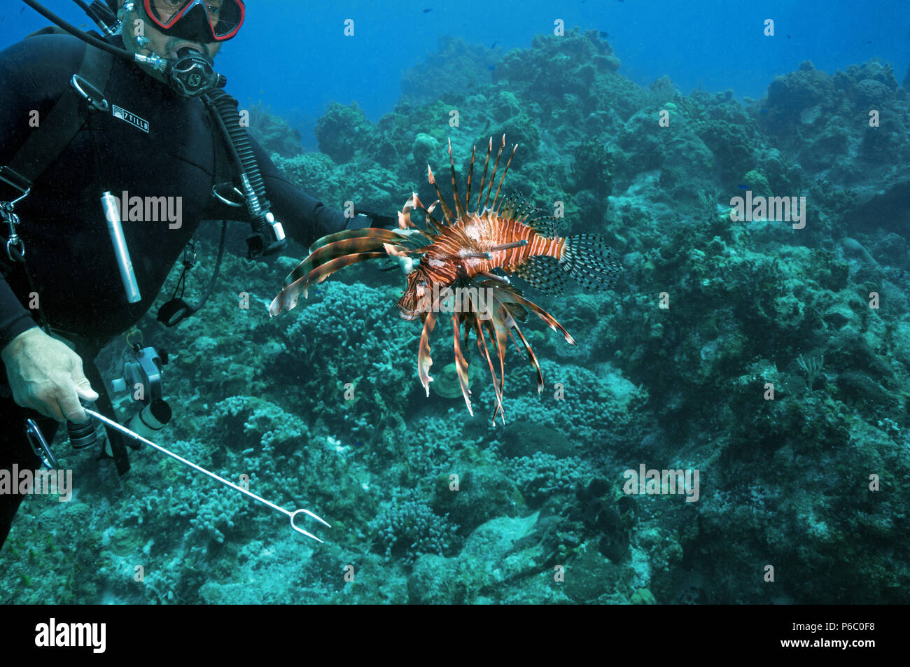 Poisson lion caraïbe Banque de photographies et d’images à haute ...