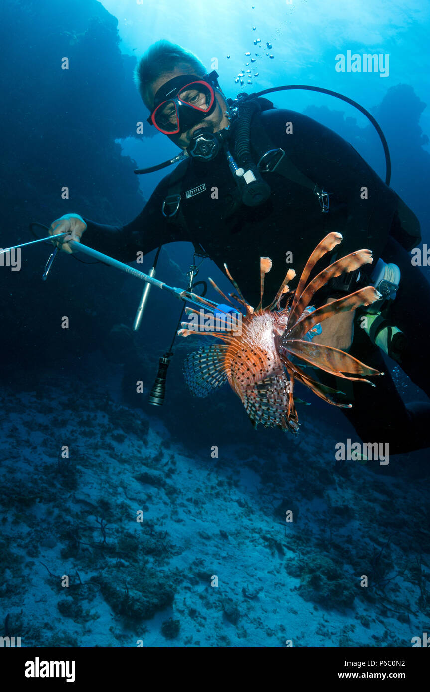 Poisson lion caraïbe Banque de photographies et d’images à haute ...