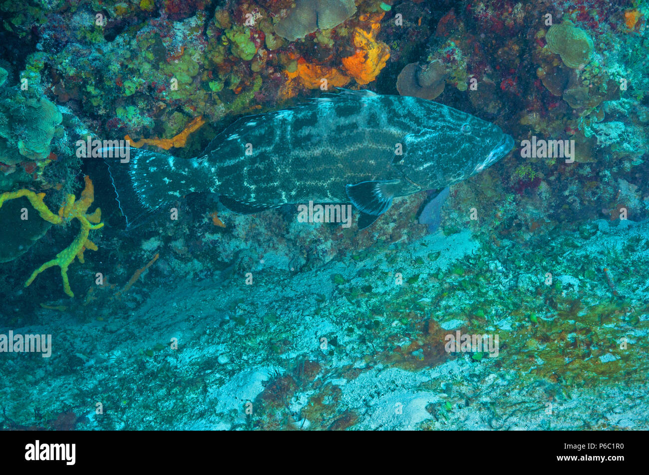 Poisson lion merou Banque de photographies et d’images à haute ...
