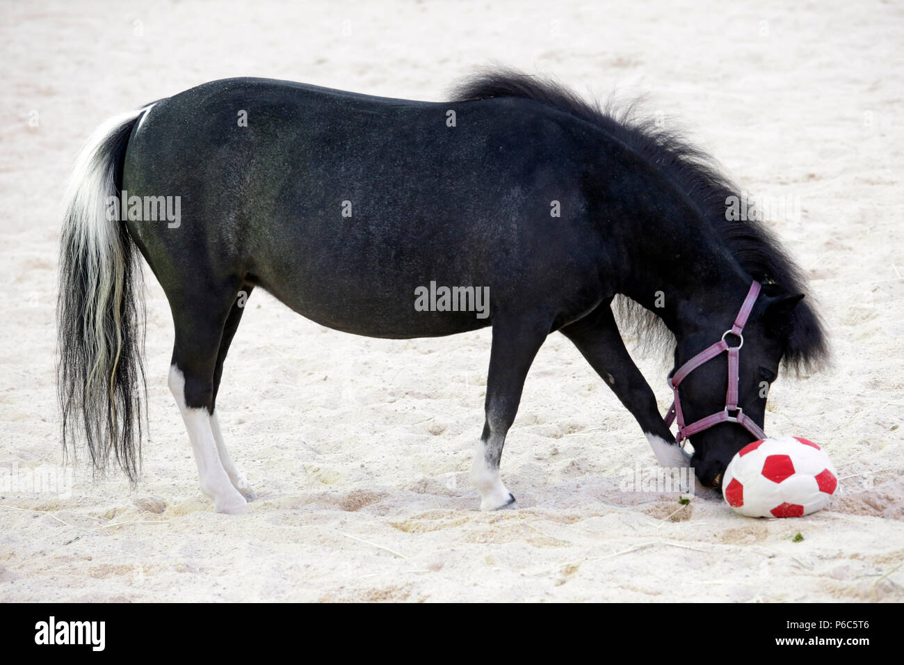Mini poney shetland Banque de photographies et d’images à haute ...