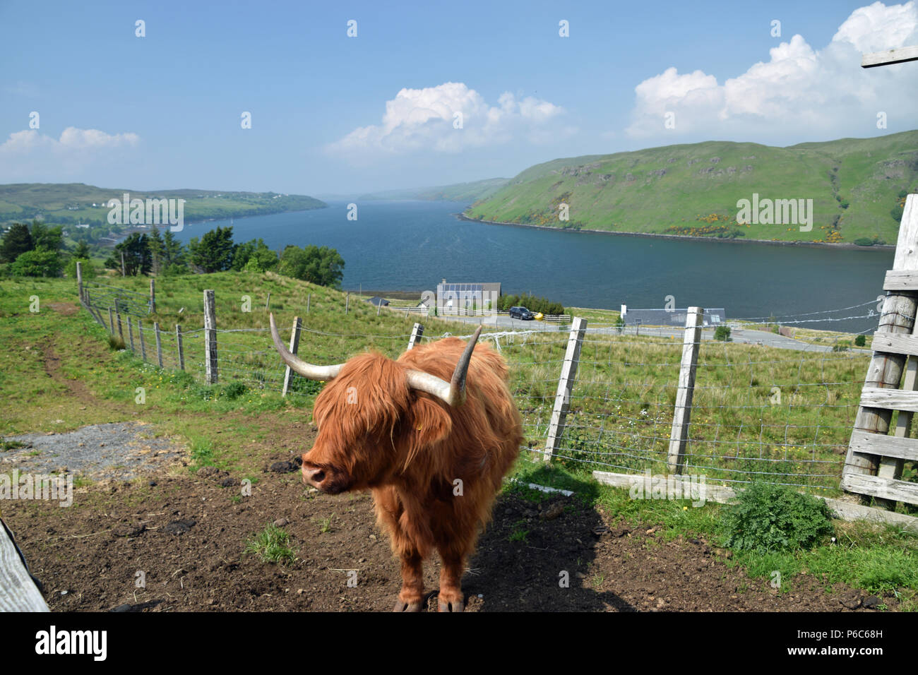 Highland cow isle of skye Banque de photographies et d’images à haute ...