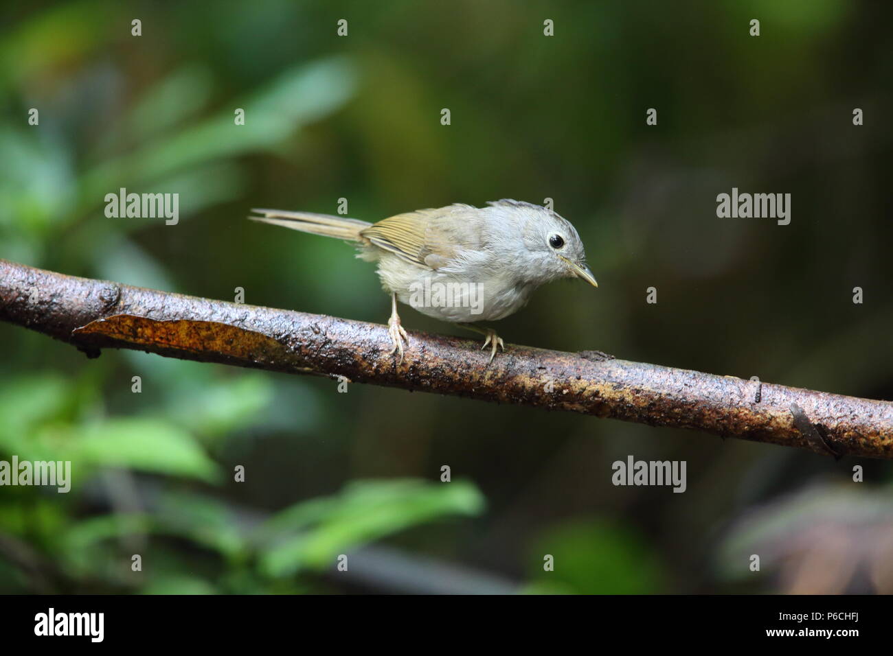 Alcippe peracensis Banque de photographies et d’images à haute ...